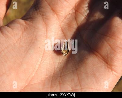 California Acorn Weevil (Curculio occidentis Stock Photo - Alamy