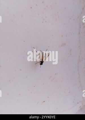 Small Fleck-winged Snipefly (Rhagio lineola Stock Photo - Alamy