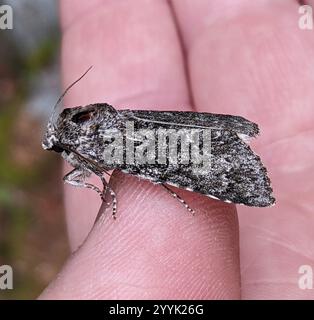 Powdered Dagger (Acronicta impleta Stock Photo - Alamy
