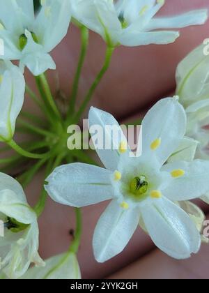 white brodiaea (Triteleia hyacinthina Stock Photo - Alamy