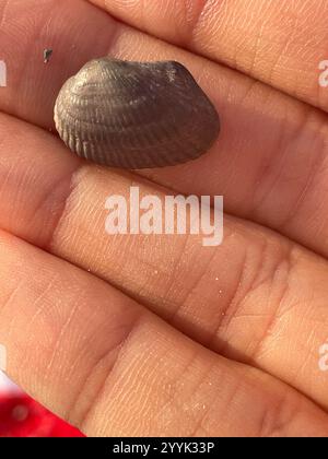Transverse Ark (Anadara transversa Stock Photo - Alamy