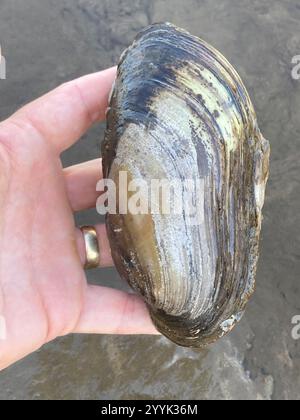 Yellow Sandshell (Lampsilis teres Stock Photo - Alamy