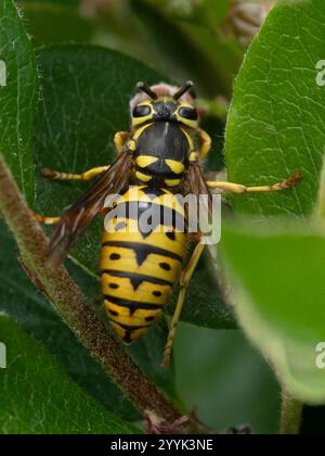 Western Yellowjacket (Vespula pensylvanica Stock Photo - Alamy