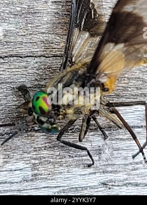Twin-lobed Deer Fly (Chrysops relictus Stock Photo - Alamy
