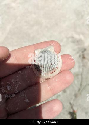 Atlantic Calico Scallop (Argopecten gibbus Stock Photo - Alamy