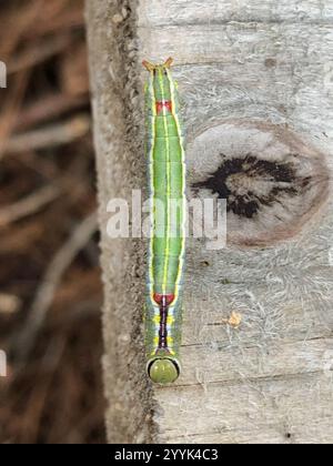 Variable Oakleaf Caterpillar Moth (Lochmaeus manteo Stock Photo - Alamy