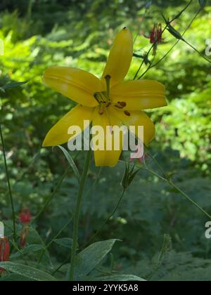 lemon lily (Lilium parryi Stock Photo - Alamy