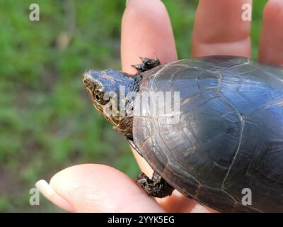 Southeastern Mud Turtle (Kinosternon subrubrum subrubrum Stock Photo ...