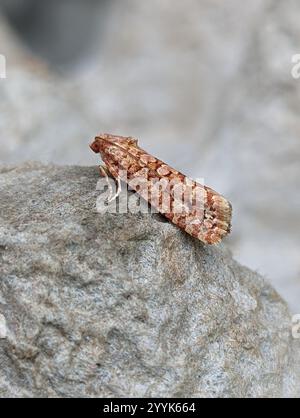 Orange Pine Tortrix (Lozotaeniodes formosana Stock Photo - Alamy