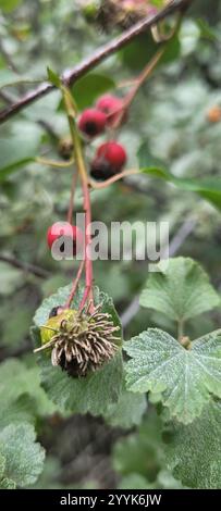 Cedar-Hawthorn Rust (Gymnosporangium globosum Stock Photo - Alamy