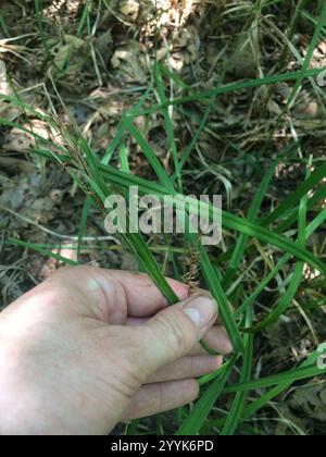 Cherokee sedge (Carex cherokeensis Stock Photo - Alamy