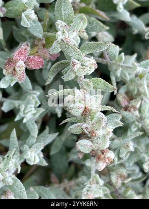 California orache (Extriplex californica Stock Photo - Alamy