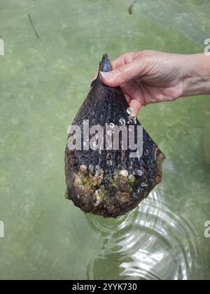 Stiff Pen Shell (Atrina rigida Stock Photo - Alamy