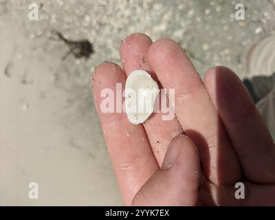 Transverse Ark (Anadara transversa Stock Photo - Alamy