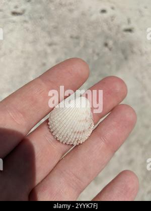 Florida Prickly Cockle (Trachycardium egmontianum Stock Photo - Alamy