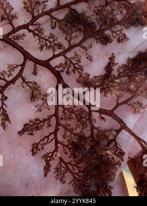 Delicate Sea Lace (Ceramothamnion coulteri Stock Photo - Alamy