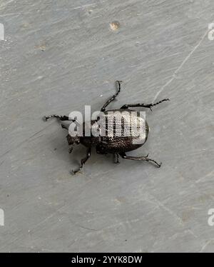 Typical Hermit Beetles (Osmoderma Stock Photo - Alamy