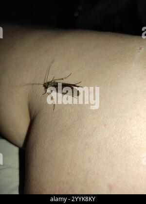 Giant Casemaker Caddisflies (Phryganeidae Stock Photo - Alamy