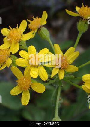 Tall western groundsel (Senecio integerrimus Stock Photo - Alamy