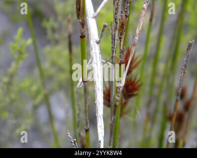 Cape Stick-Insect (Phalces brevis), South Africa Stock Photo - Alamy