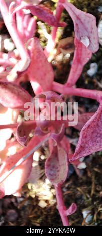 Pussypaw Family (Montiaceae Stock Photo - Alamy