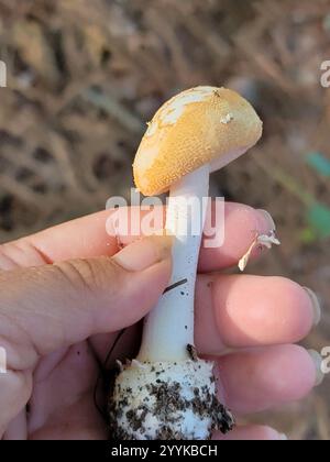 Rose-Tinted Amanita (Amanita roseotincta Stock Photo - Alamy