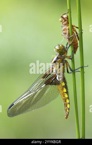 Four-spot, Libellula quadrimaculata, freshly hatched, larva Stock Photo ...