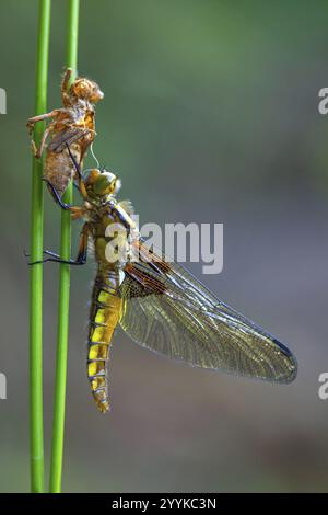 Four-spot, Libellula quadrimaculata, freshly hatched, larva Stock Photo ...