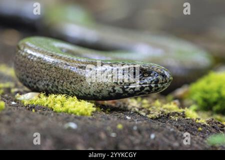 Western slow worm (Anguis fragilis) in dry autumn leaves, animal ...