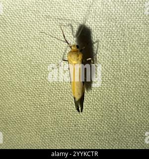 Pictured Lichen Moth (Cisthene picta Stock Photo - Alamy