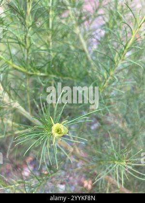 Singlewhorl Burrobrush (Ambrosia monogyra Stock Photo - Alamy