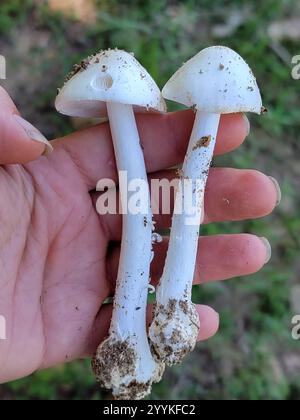Eastern North American Destroying Angel (Amanita bisporigera Stock ...