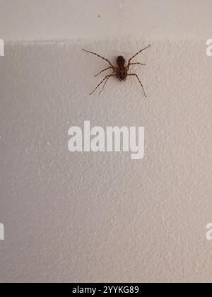 Common Spitting Spider (Scytodes thoracica Stock Photo - Alamy