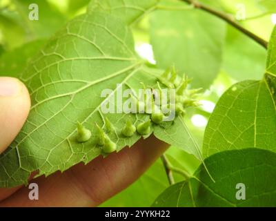 hackberry fuzzy cone gall midge (Celticecis pilosa Stock Photo - Alamy