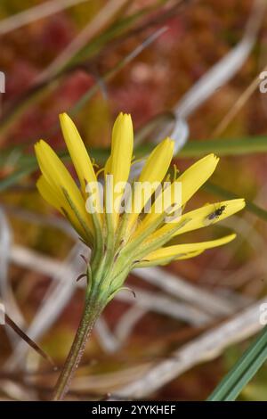 northern microseris (Microseris borealis Stock Photo - Alamy
