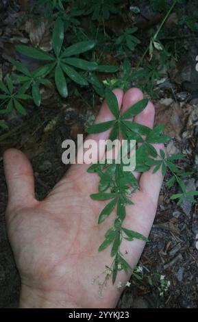 Wood Bedstraw (Galium sylvaticum Stock Photo - Alamy