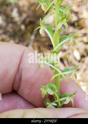 Flat Spurred Piperia (Platanthera transversa Stock Photo - Alamy