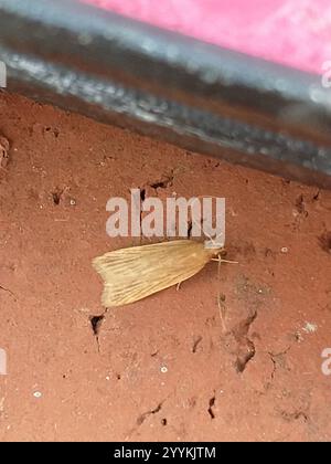 Orange Crest (Helcystogramma rufescens Stock Photo - Alamy