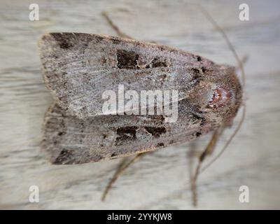 Double Square-spot (Xestia triangulum Stock Photo - Alamy
