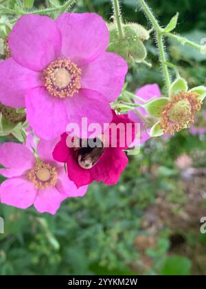 Abrupt Digger Bee (Anthophora abrupta Stock Photo - Alamy