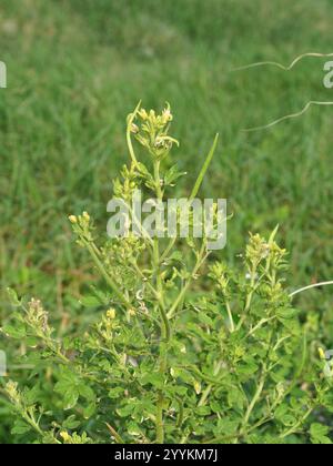 Asian spiderflower (Cleome viscosa Stock Photo - Alamy
