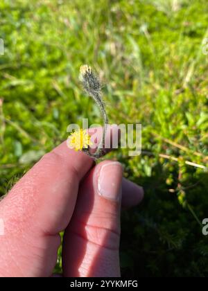 Slender Hawkweed (Hieracium triste Stock Photo - Alamy