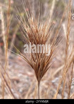 Red Brome (Bromus rubens Stock Photo - Alamy