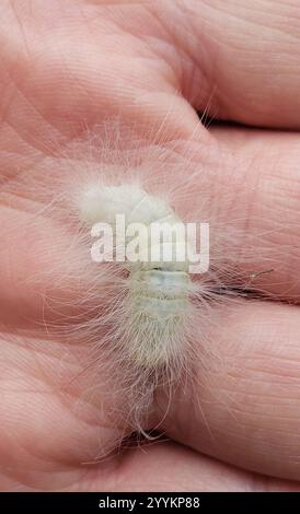 Laugher Moth (Charadra deridens Stock Photo - Alamy