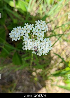 Red-blue Checkered Beetle (Trichodes nuttalli) Insecta Stock Photo - Alamy