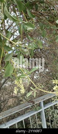 blue elder (Sambucus cerulea Stock Photo - Alamy