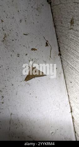 Speckled Renia Moth (Renia adspergillus Stock Photo - Alamy