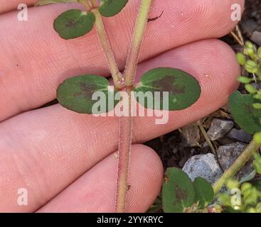 Spreading Broomspurge (Euphorbia humistrata Stock Photo - Alamy