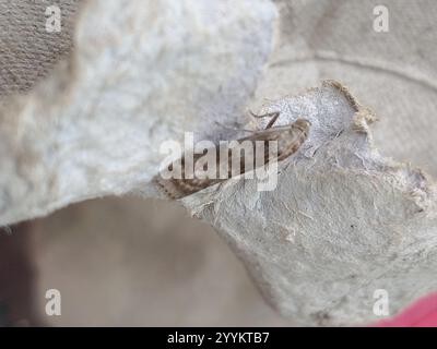 Dotted Oak Knot-horn (Phycita roborella Stock Photo - Alamy