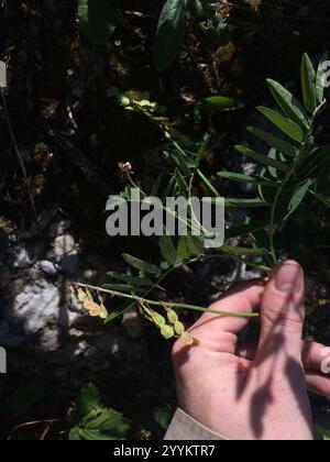 Alpine Sweet-vetch (Hedysarum alpinum Stock Photo - Alamy